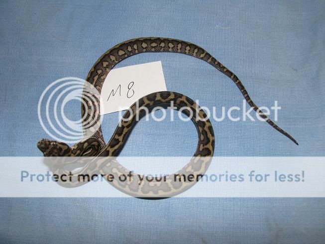 FS: Striped Coastal Carpet Pythons. Ridiculous prices. | Aussie Pythons ...