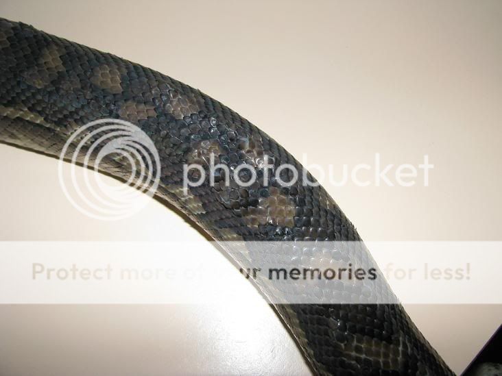 Python Bumps and lumps on skin? | Aussie Pythons & Snakes Forum