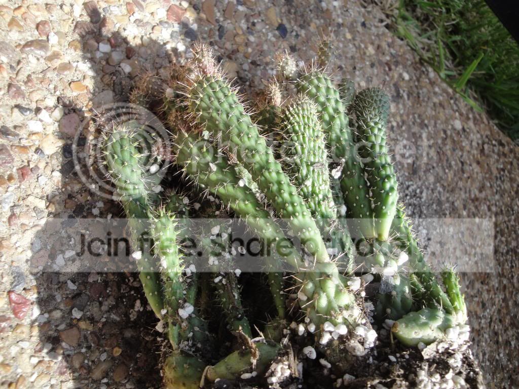 Root Bound Cholla - CactiGuide.com