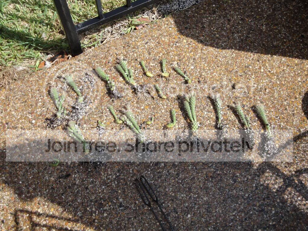 Root Bound Cholla - CactiGuide.com