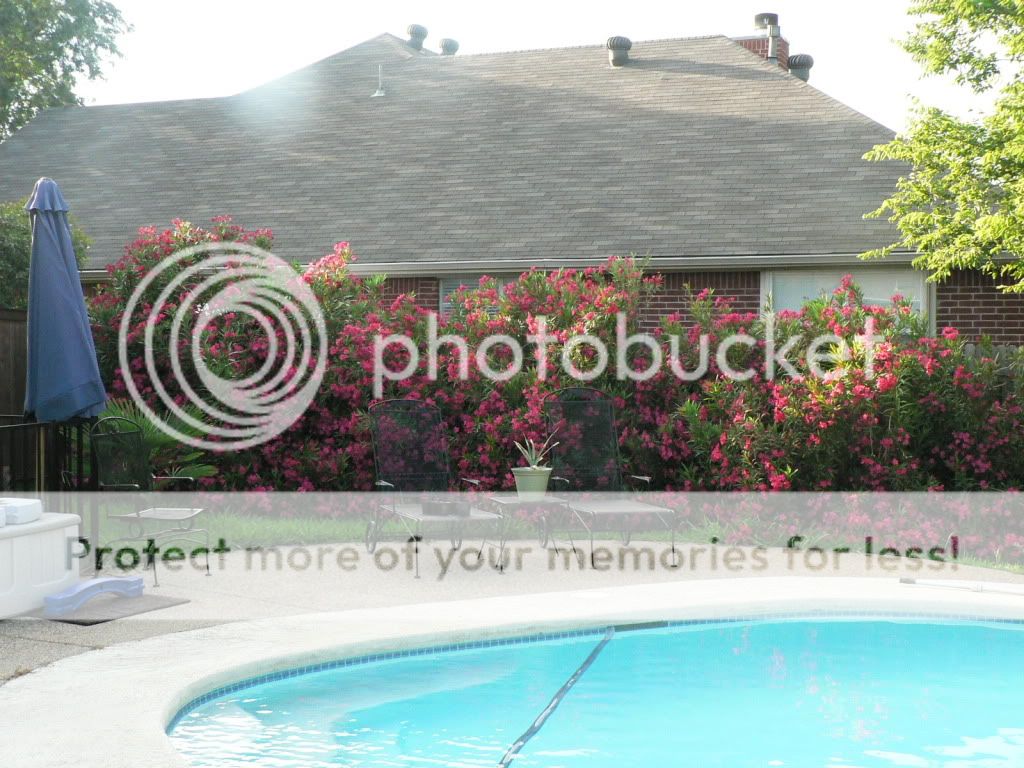 Some Random Backyard Pics - CactiGuide.com